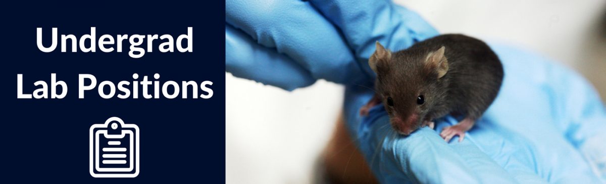 Undergrad Lab Positions | Fitch Lab